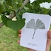 Tree Leaf Identification Cards: Montessori Nature Study (printable) - Etsy