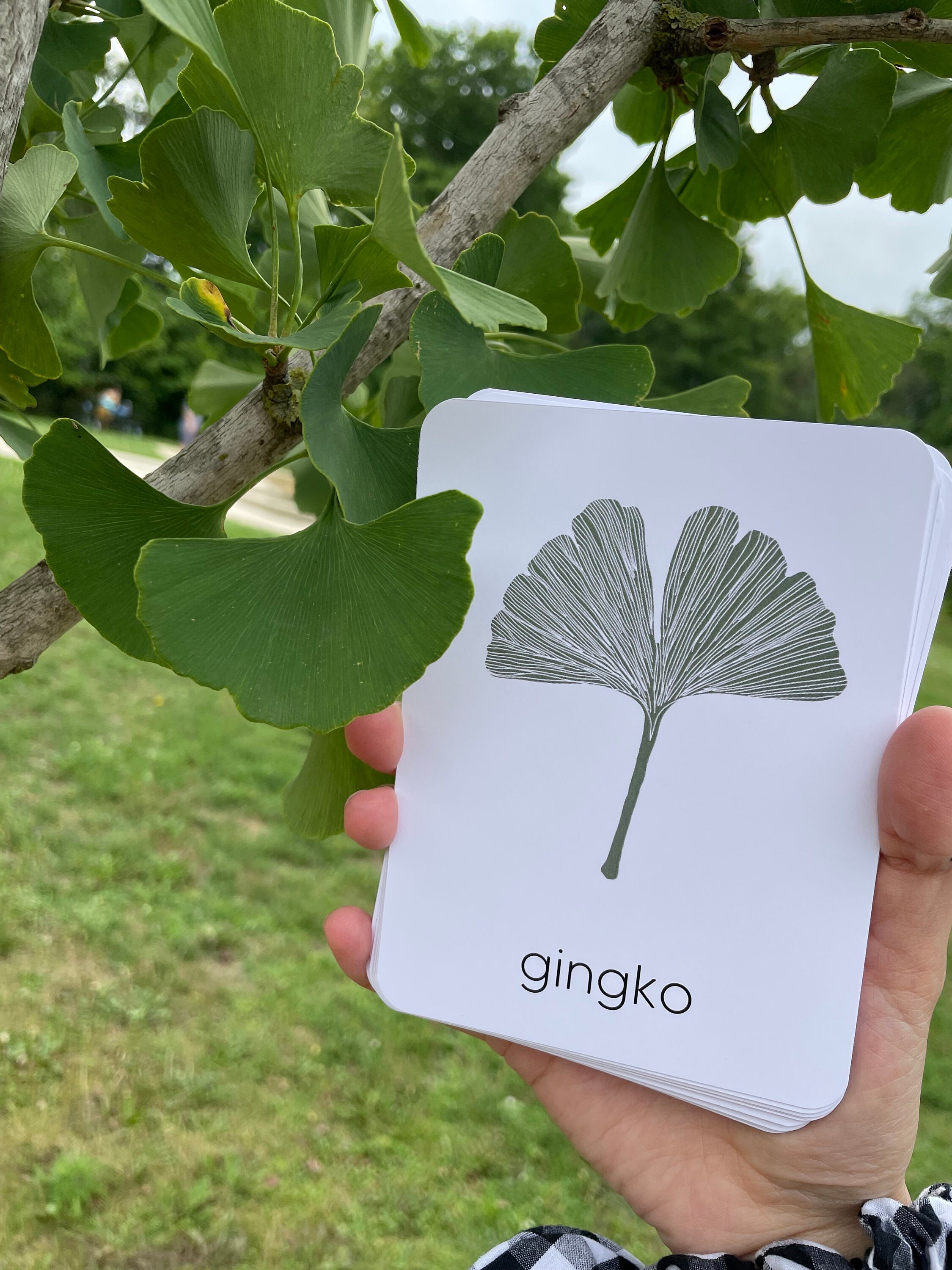 Tree Leaf Identification Cards Montessori Materials - Etsy