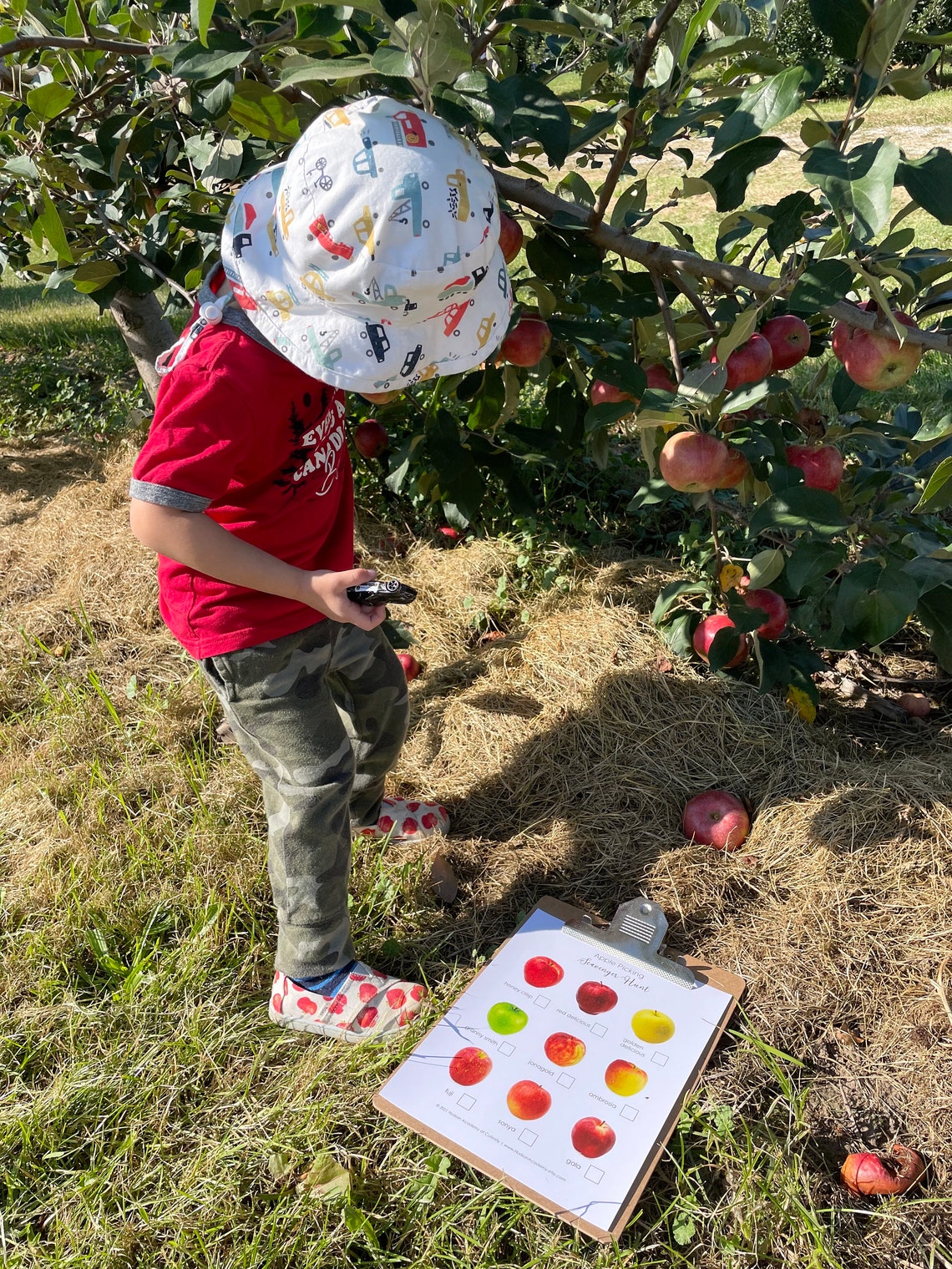 Apple Learning Pack: Montessori Matching & Counting Flashcards (PDF ...