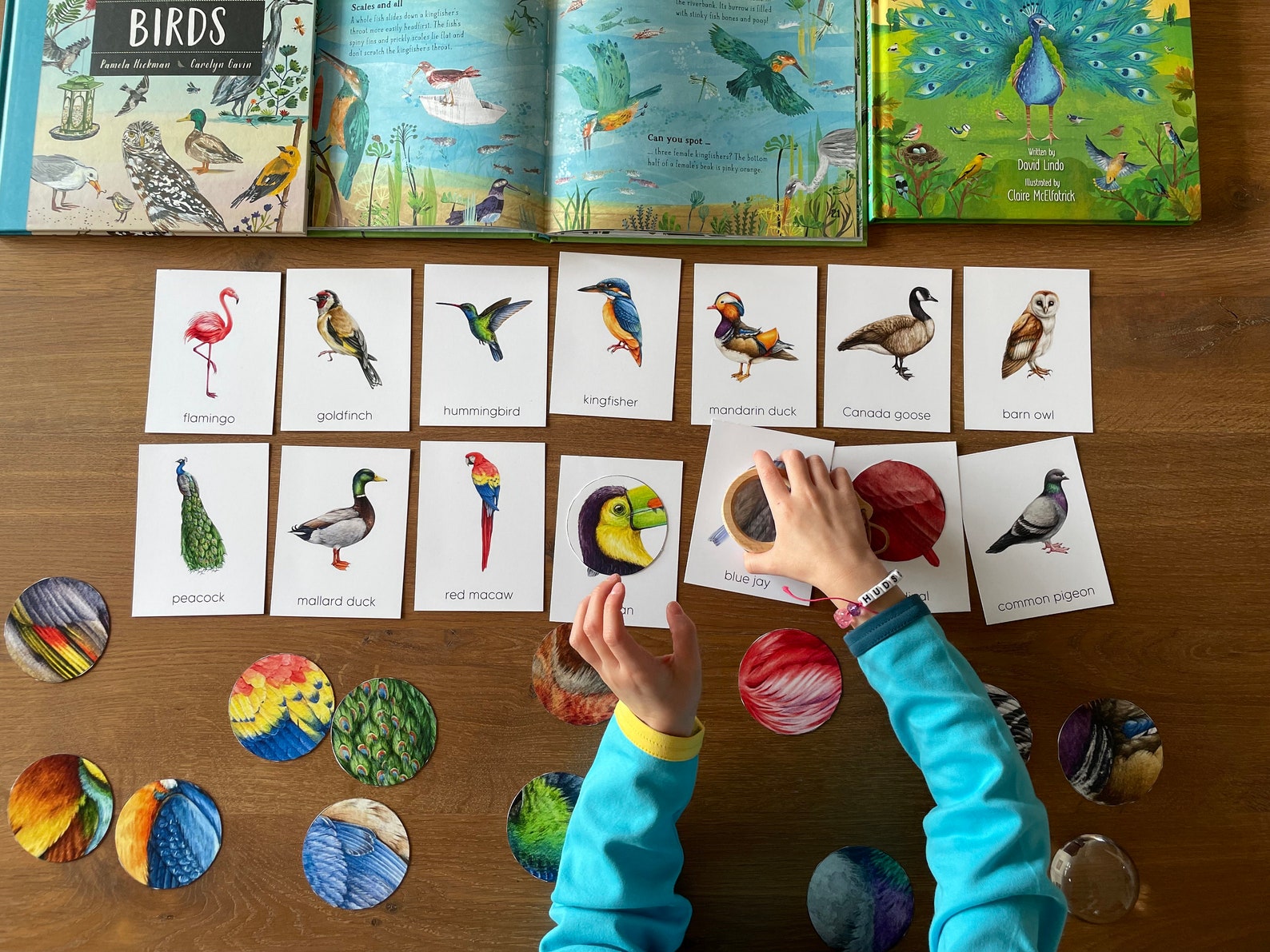 Bird Flashcards: Montessori Feature Matching, Preschool Learning (PDF ...