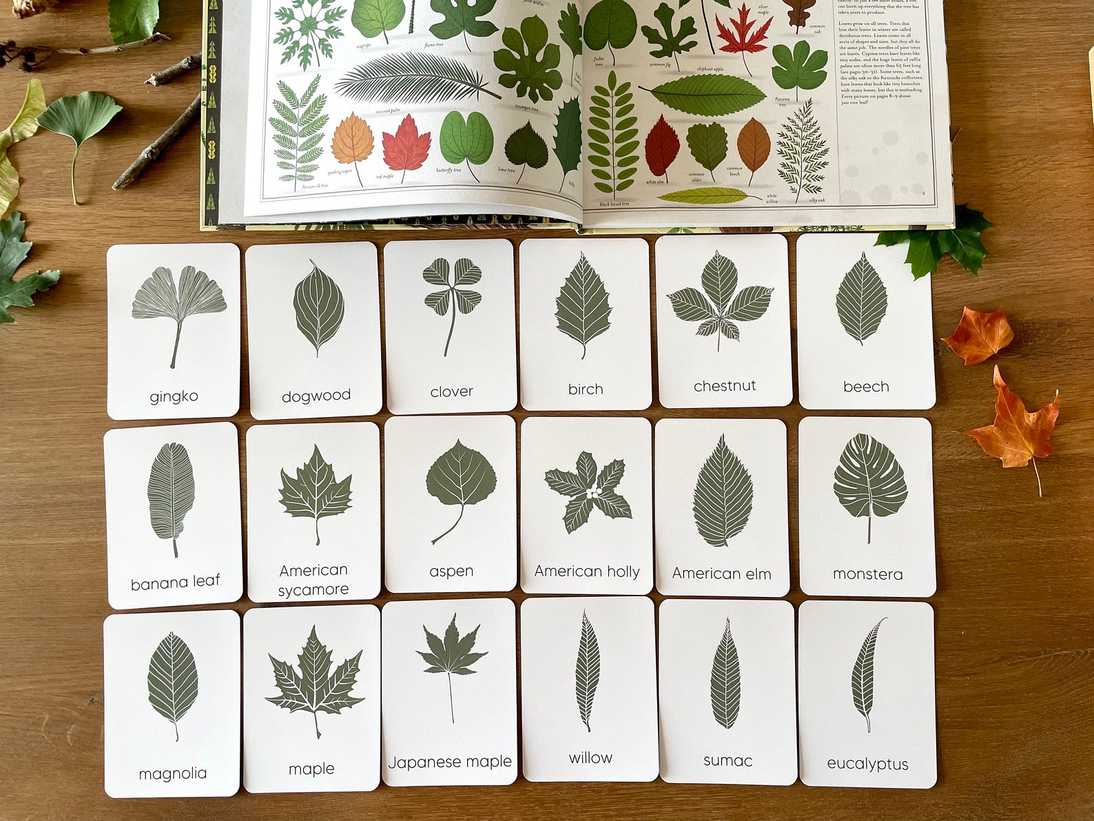 Tree Leaf Identification Cards Montessori Materials - Etsy