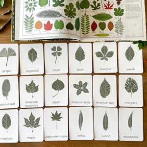 Tree Leaf Identification Cards: Montessori Nature Study (printable) - Etsy