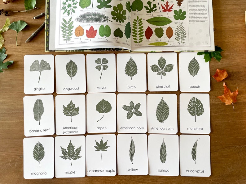 Tree Leaf Identification Cards: Montessori Nature Study (printable) - Etsy