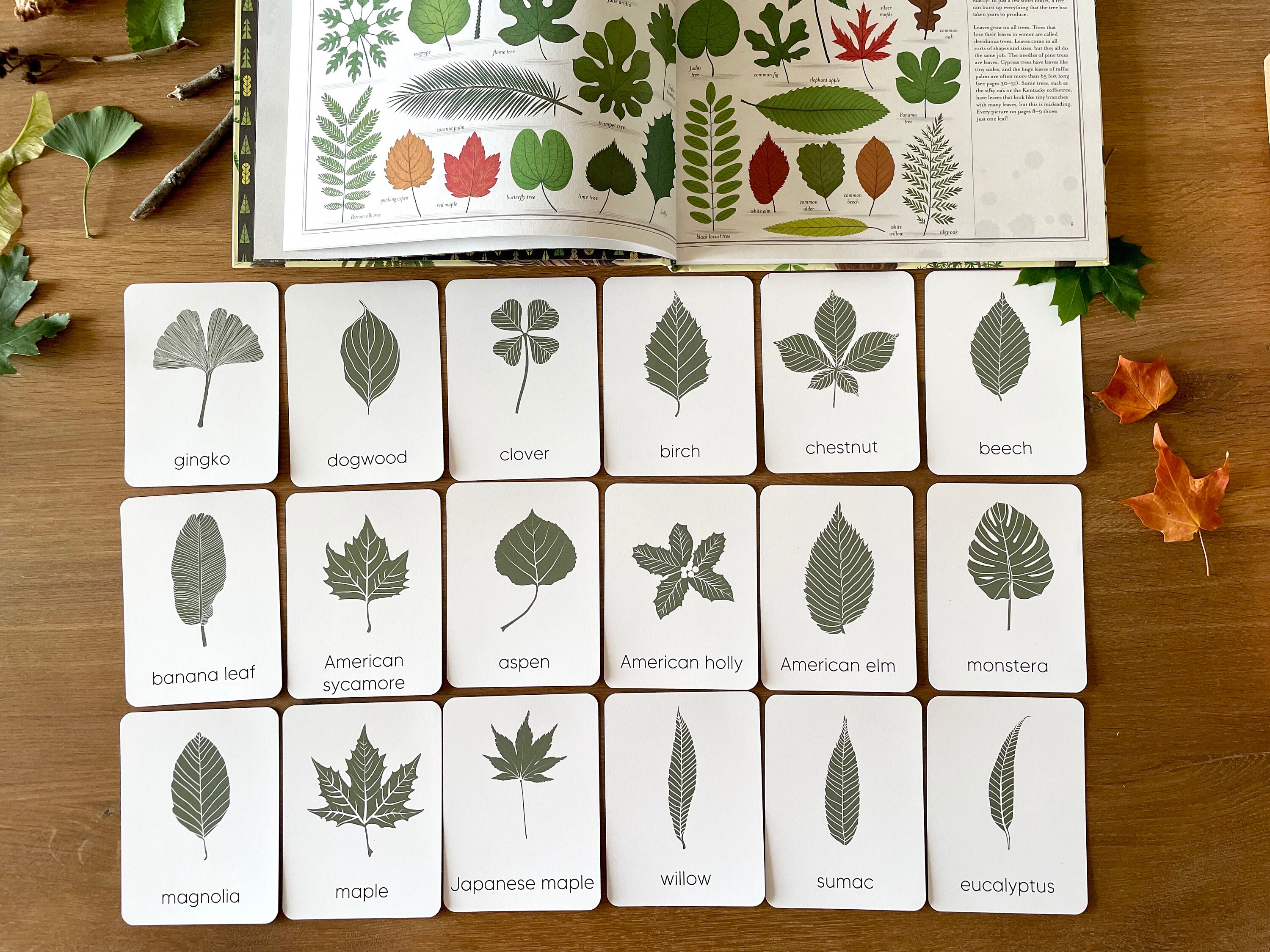 Tree Leaf Identification Cards Montessori Materials - Etsy