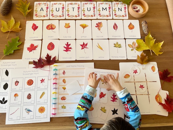 Fall Leaves Activity Printable Autumn Leaf Flashcards - Etsy