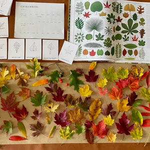 Leaf Foliage Cards, Montessori Materials Printable, Three Part Cards ...