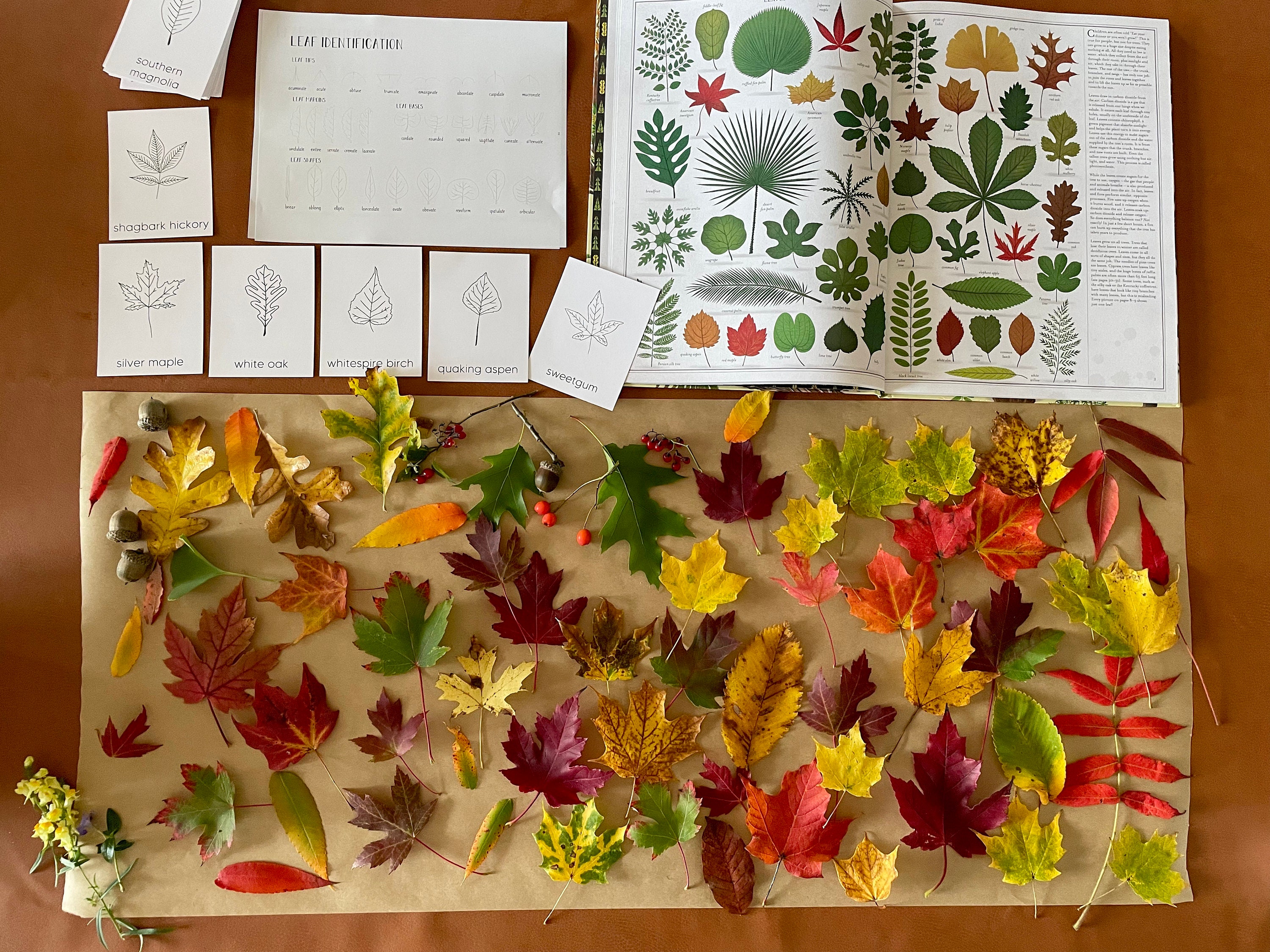 Leaf Foliage Cards Montessori Materials Printable Three Part | Etsy