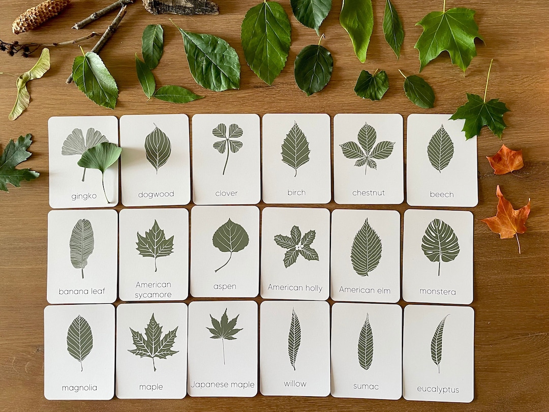 Tree Leaf Identification Cards: Montessori Nature Study (printable) - Etsy