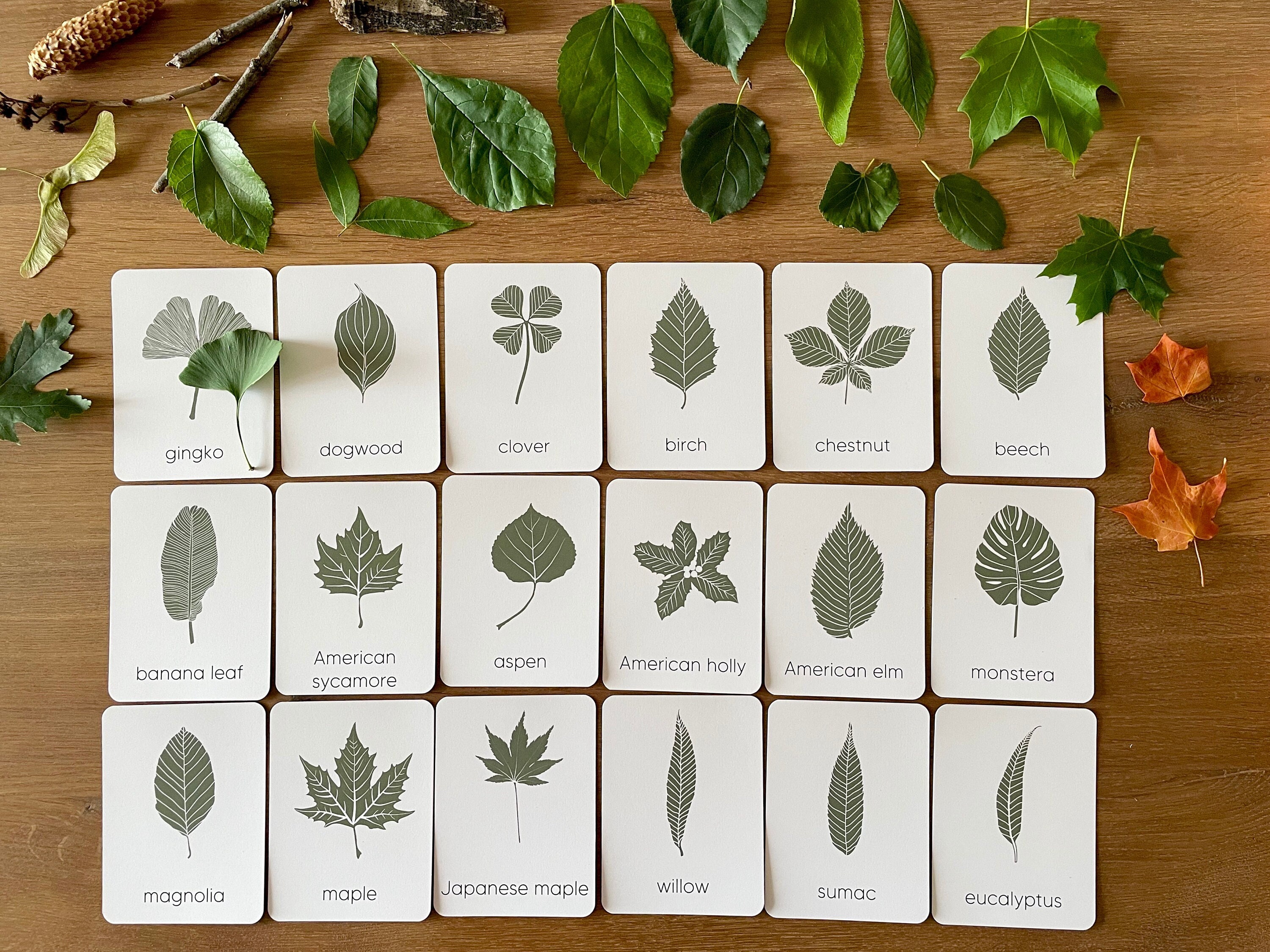 Tree Leaf Identification Cards Montessori Materials - Etsy