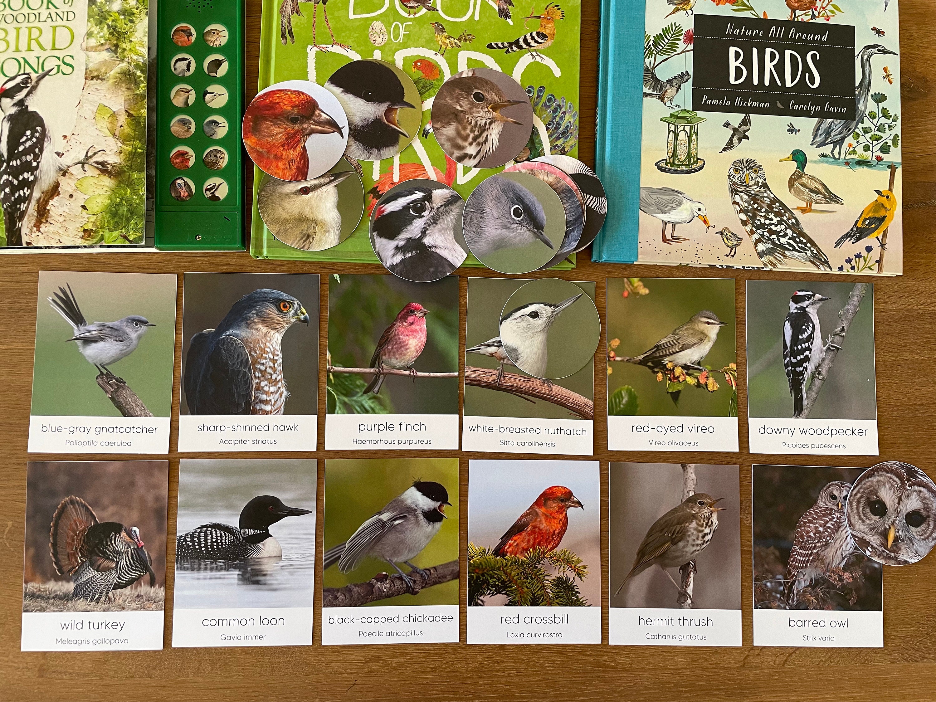 18 Free Wild Birds Flashcards In English Pdf Files Animals Theme