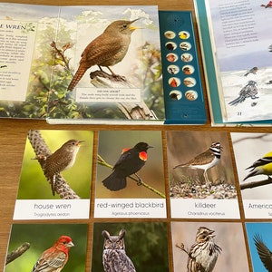 Backyard Birds Cards, Birds Matching Flashcards, Montessori Materials ...