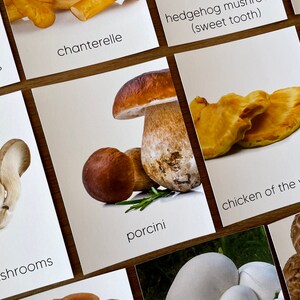 Edible Mushroom Montessori Flashcards, Montessori Materials Printable ...