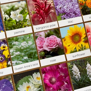 Flowers A-Z Alphabet Flashcards: Montessori Printable (PDF) - Etsy
