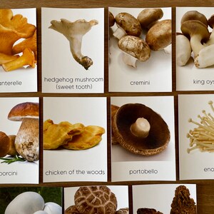 Edible Mushroom Montessori Flashcards, Montessori Materials Printable ...