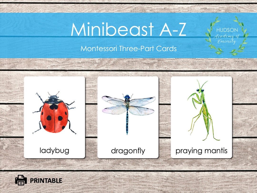 Minibeast A-Z Flashcards, Montessori Three-Part Cards, Nomenclature ...