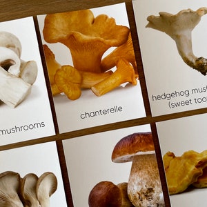 Edible Mushroom Montessori Flashcards, Montessori Materials Printable ...