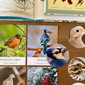 Backyard Birds Cards, Birds Matching Flashcards, Montessori Materials ...