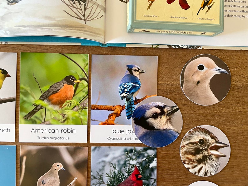 Backyard Birds Cards Birds Matching Flashcards Montessori | Etsy
