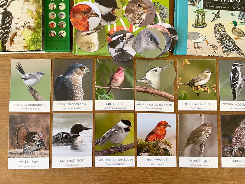 Woodland Birds Flashcards Birds Matching Flashcards - Etsy