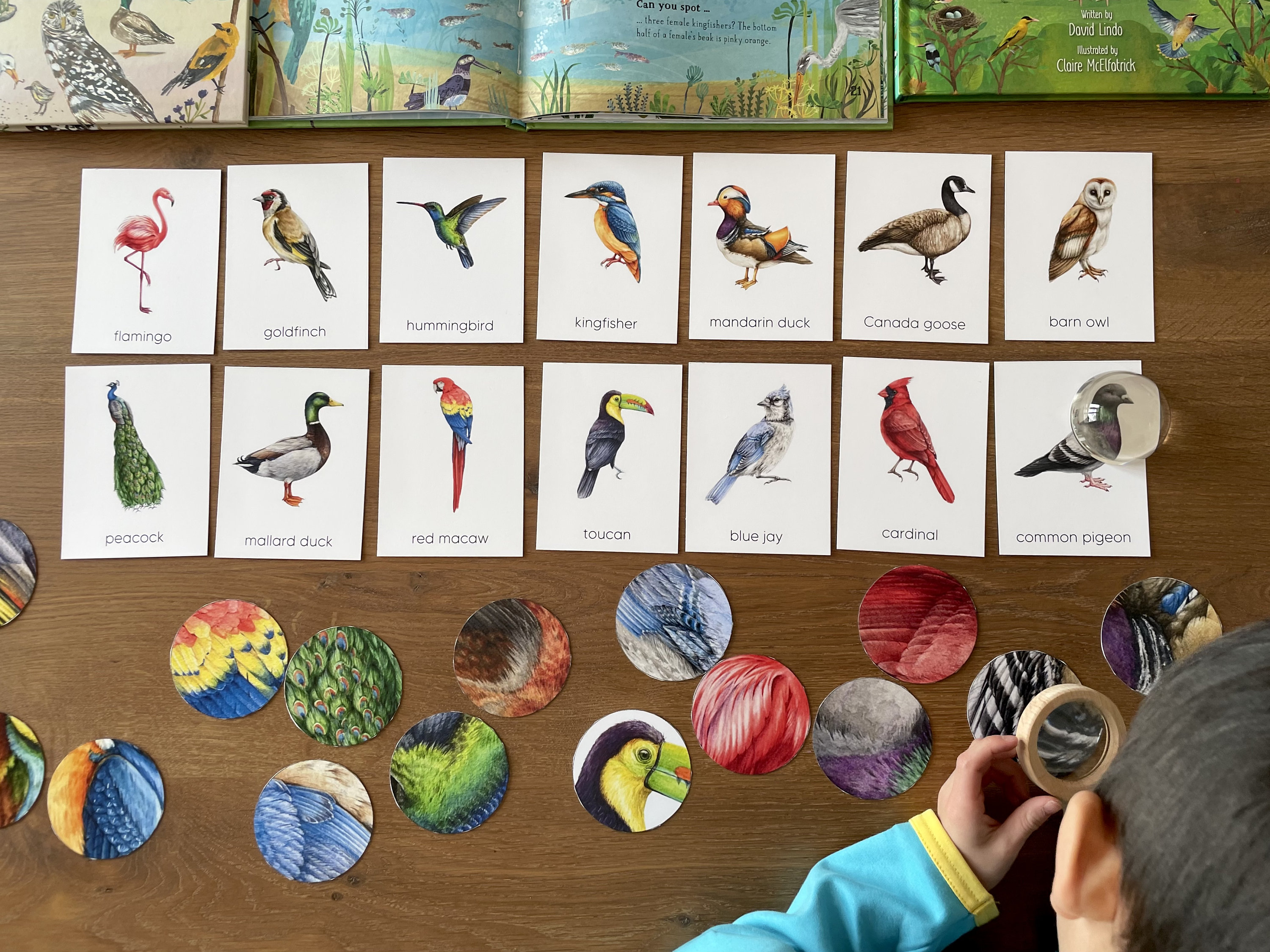 Bird Flashcards: Montessori Feature Matching, Preschool Learning (PDF ...