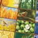 Color Matching Cards: Nature Photos, Montessori Learning (printable PDF ...
