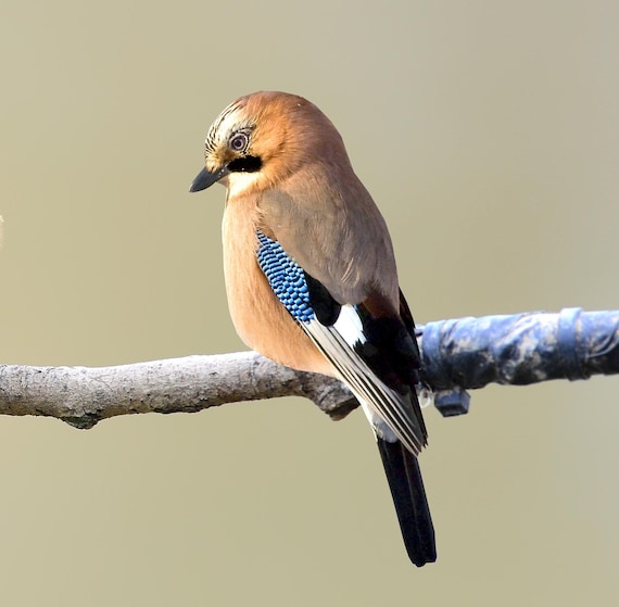 JAY BIRD Crystal Resin BROOCH Jay Pin Original Designed - Etsy