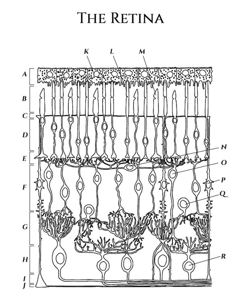 Ocular Anatomy Coloring Pages Instant Download - Etsy