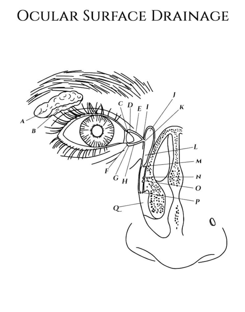 Ocular Anatomy Coloring Pages Instant Download - Etsy