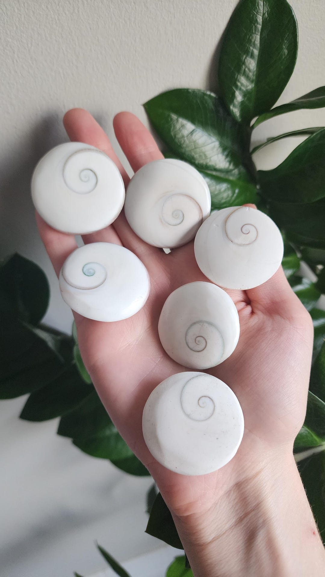 Shiva Shells - Medium Size - Etsy