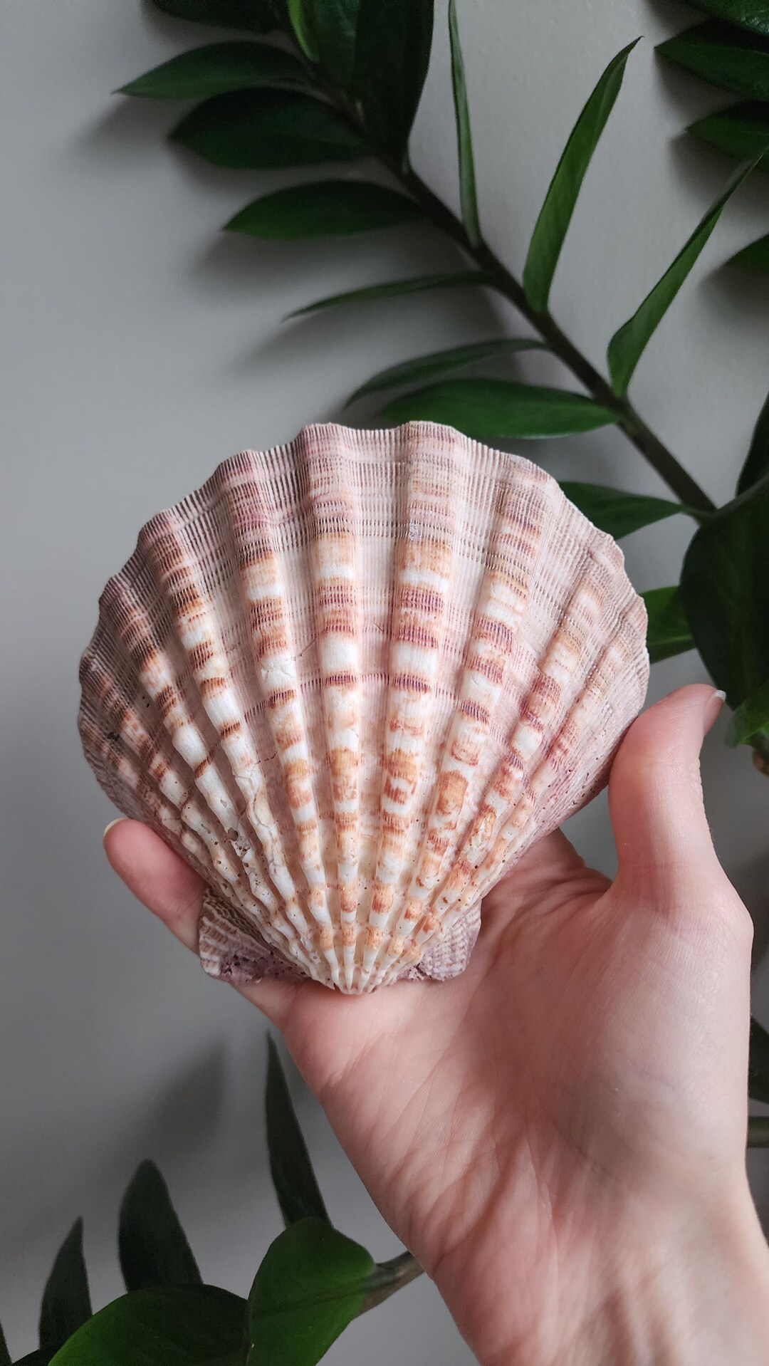 Lion Paw Shell - Etsy