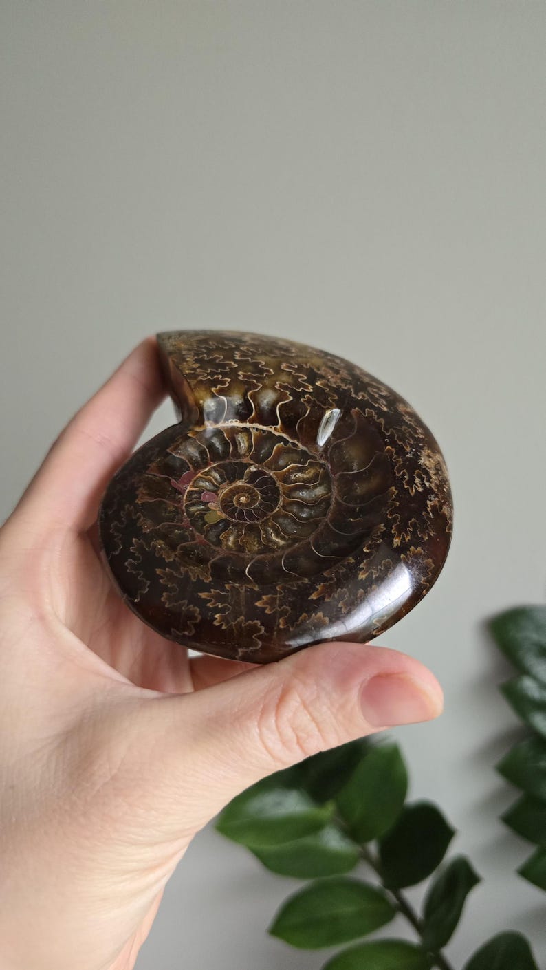 Ammonite Fossil Dish: Natural History Display - Etsy