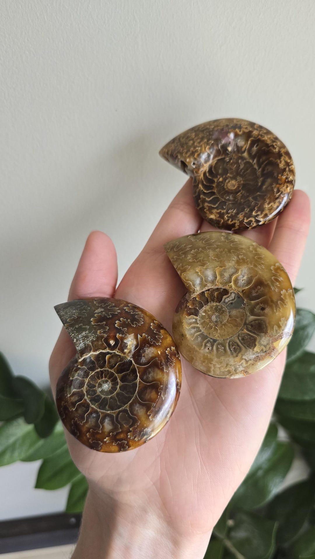 Ammonite Fossils: Unique Colors, Mini Babies - Etsy
