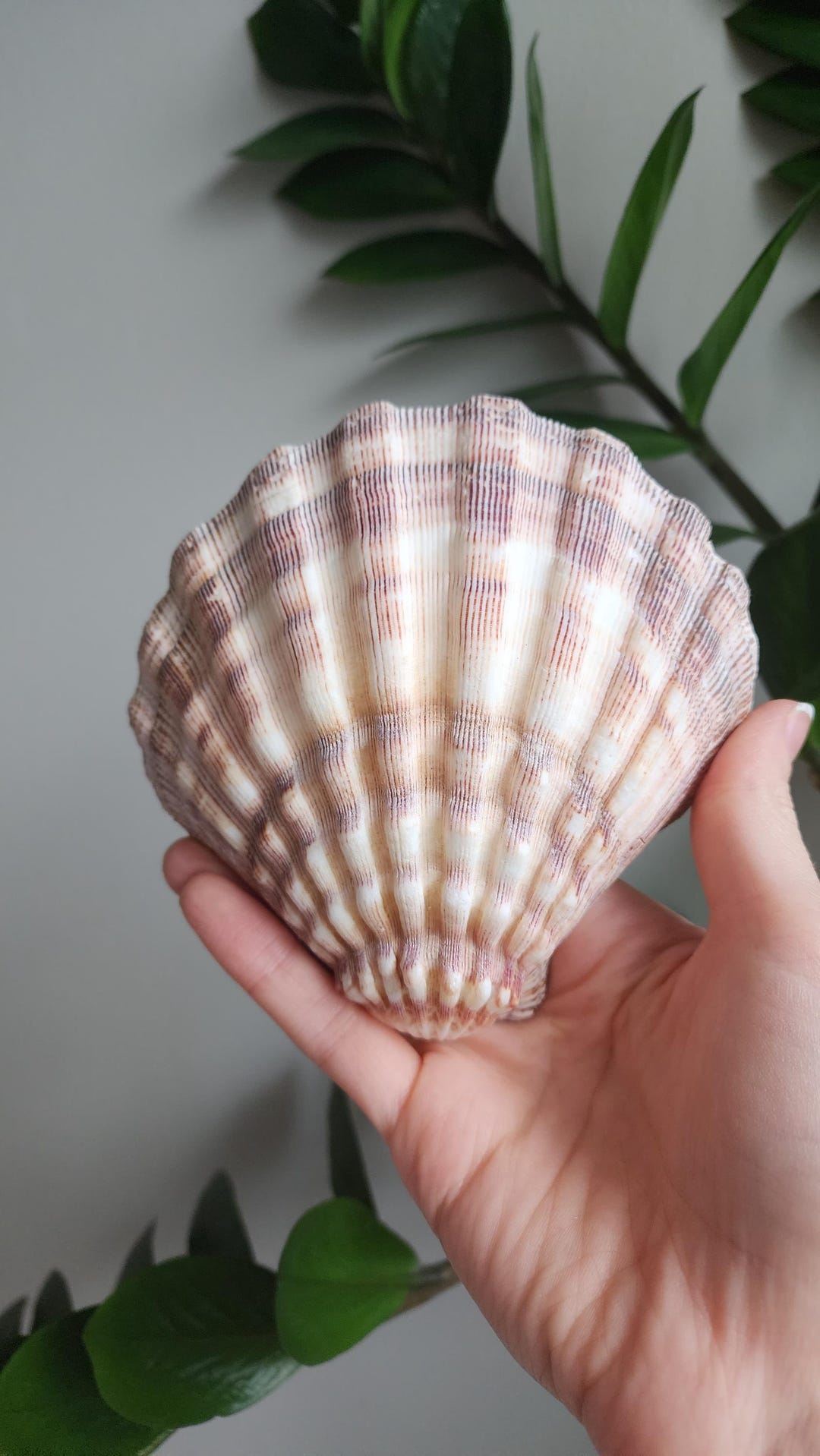 Lion Paw Shell - Etsy