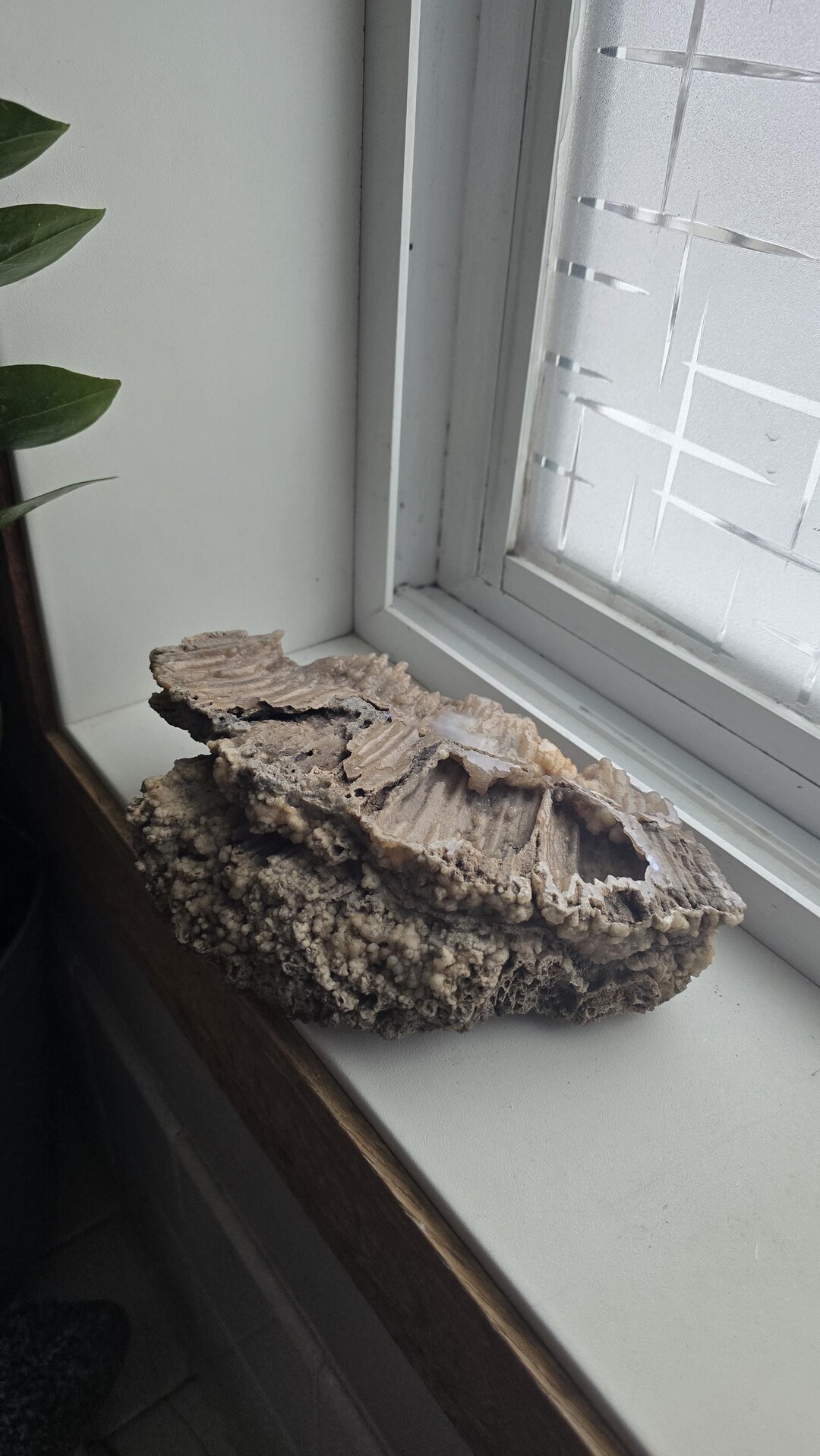 Agatized Coral Chunk: Unique Home Decor - Etsy