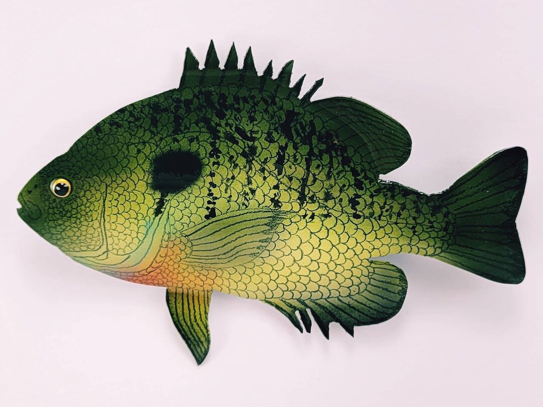 Bluegill Fish Wall Decor,fishing Gifts for Dad From Daughter, Fisherman ...