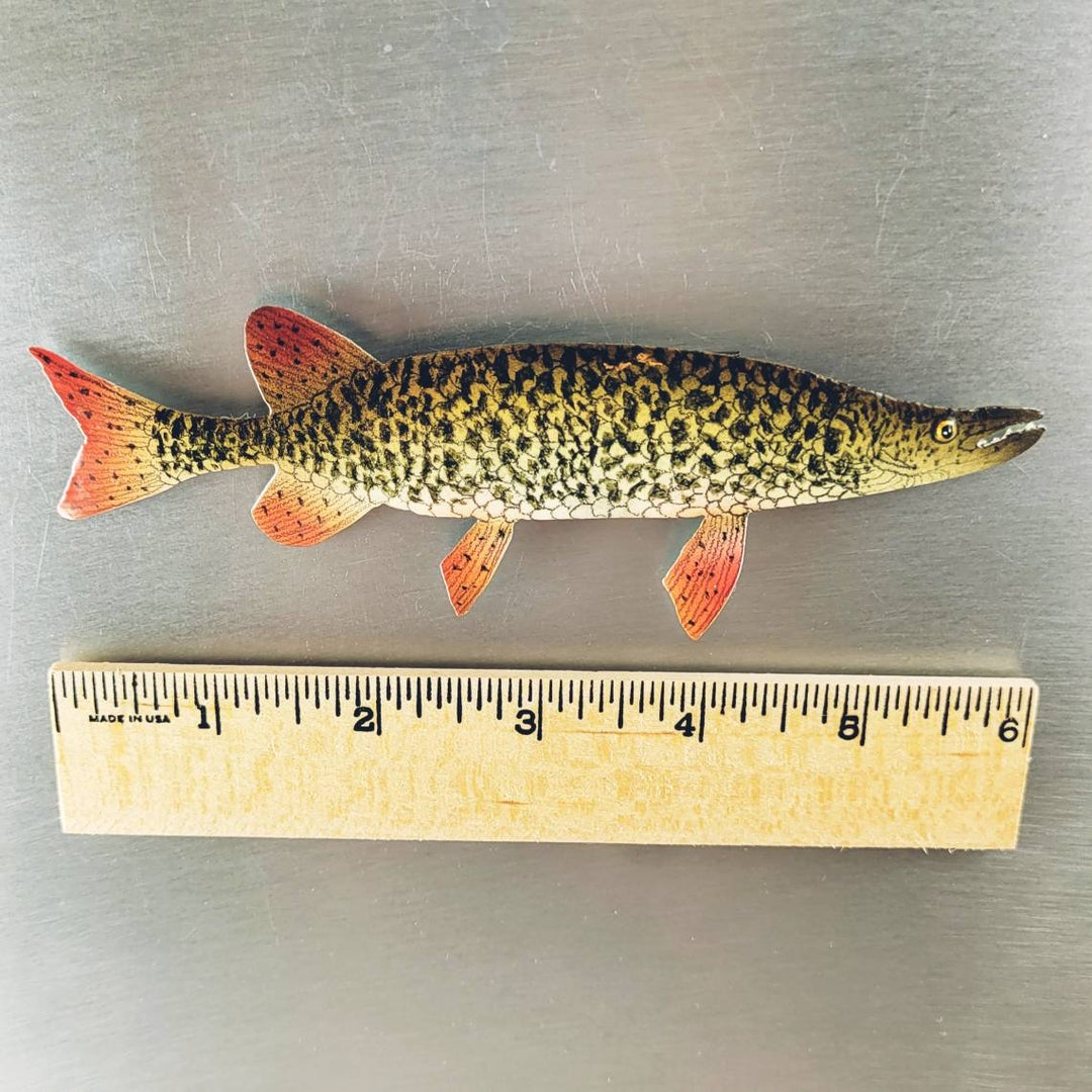 Muskellunge, Musky Wall Art, Musky Fishing Gifts for Him, Fish Magnets ...