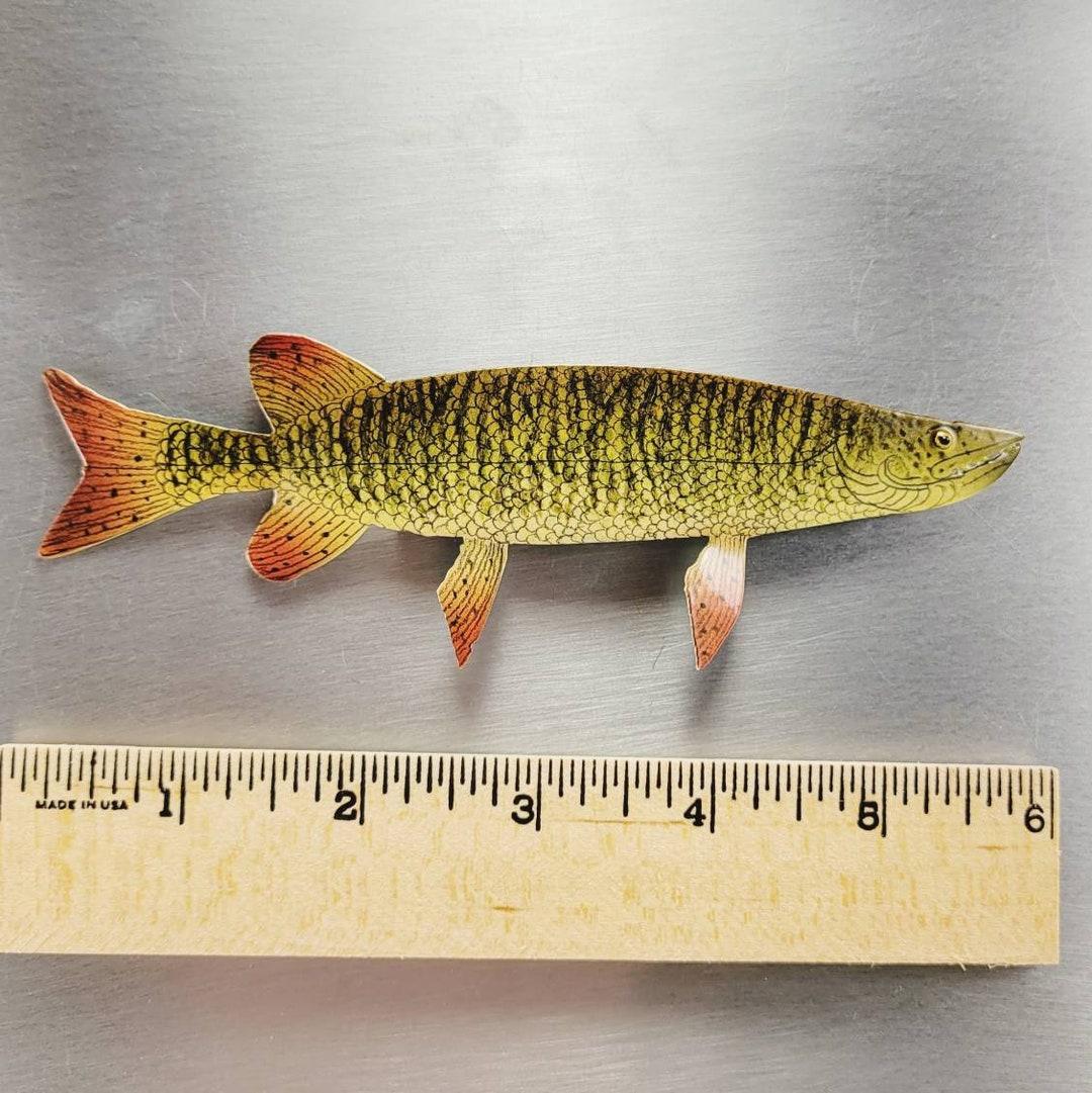 Muskellunge Musky Wall Art Musky Fishing Gifts for Him Fish - Etsy