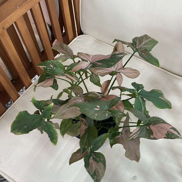 Rare Syngonium - Etsy