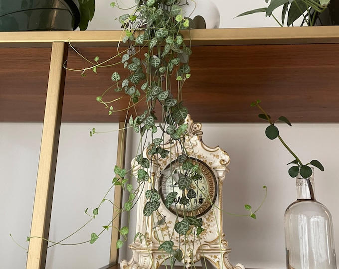 String of Things Cuttings - Etsy