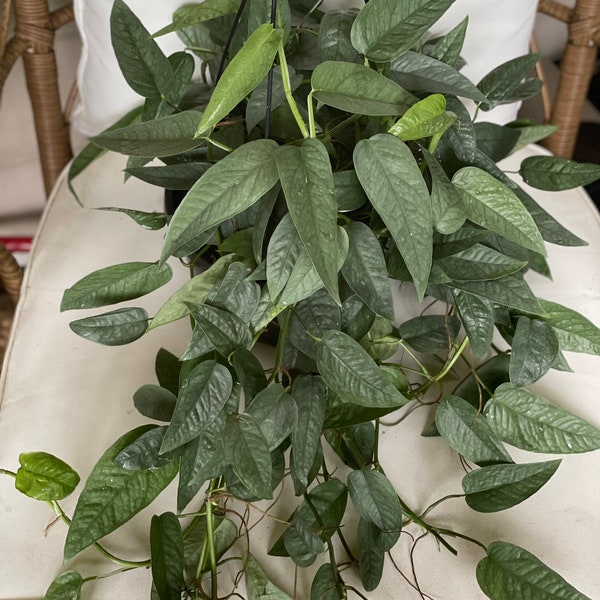 Cebu Blue Pothos - Etsy