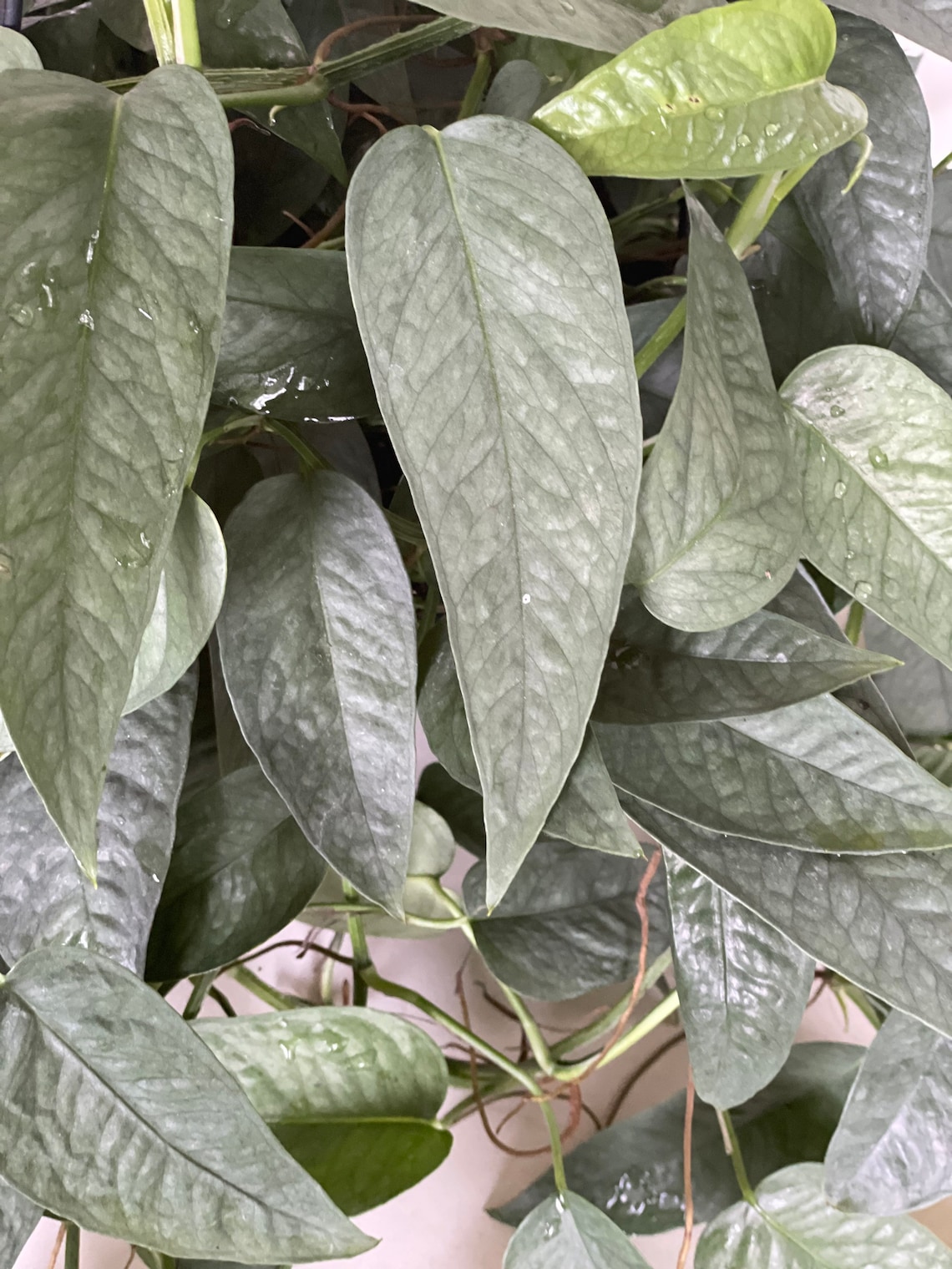 Cebu Blue Pothos - Etsy