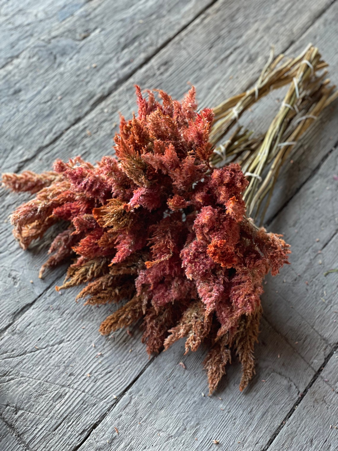 Dried Orange Sunday Celosia - Etsy