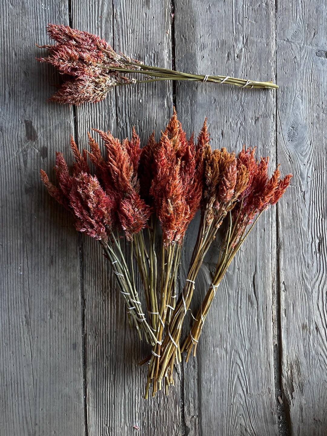 Dried Orange Sunday Celosia - Etsy