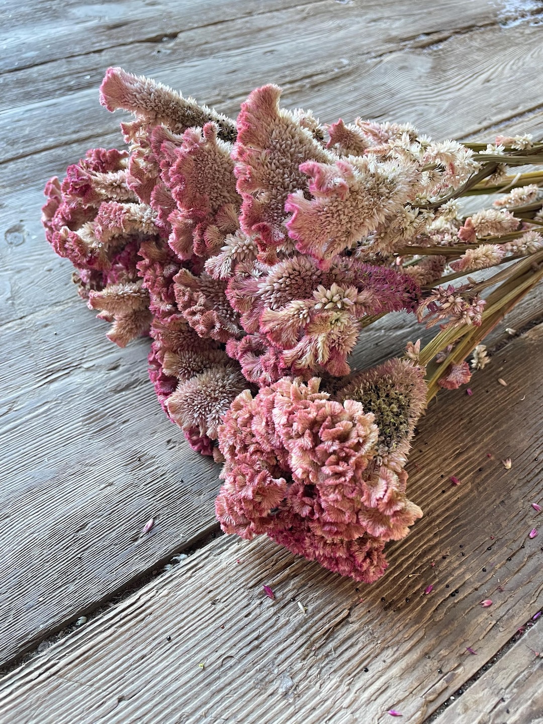 Dried Silvery Pink Cockscomb Celosia Flowers - Etsy