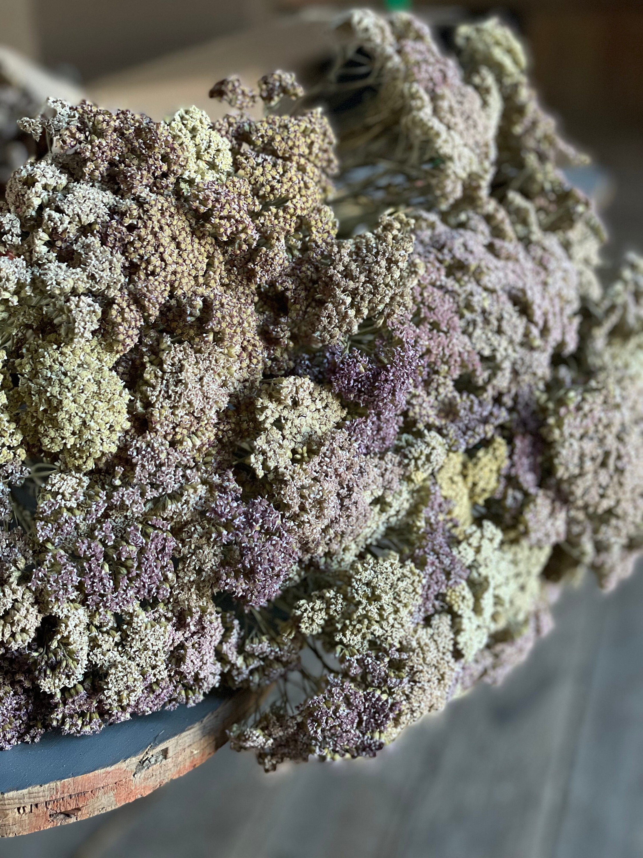 Dried Yarrow Flowers - Etsy