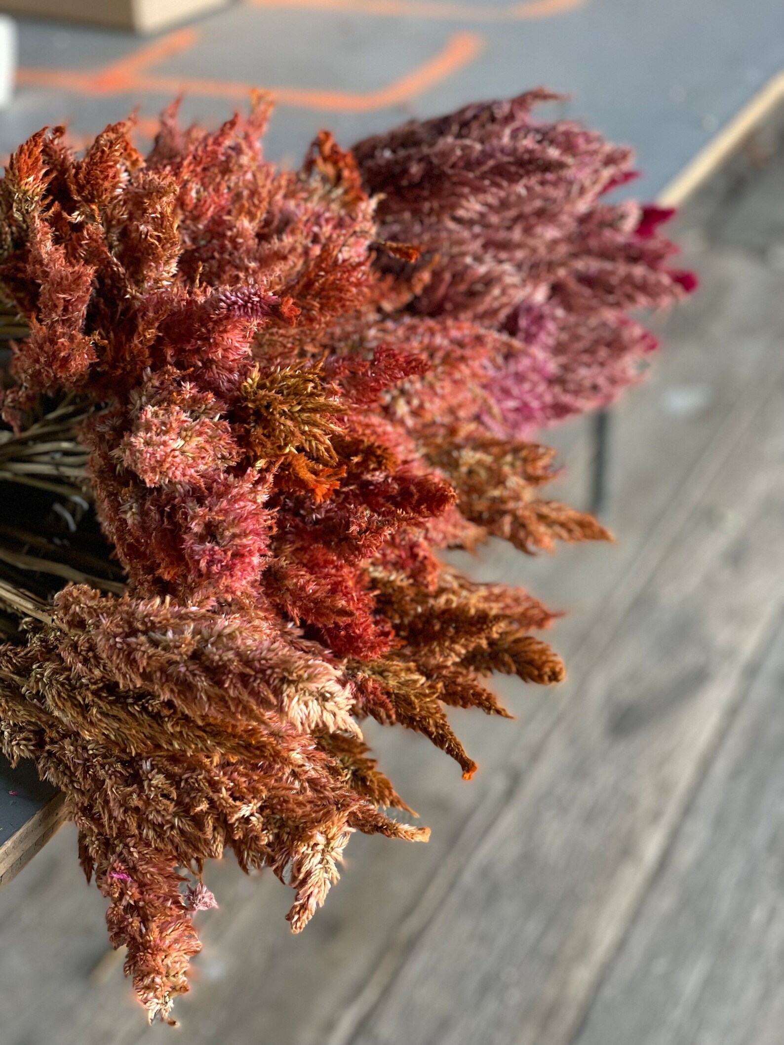 Dried Orange Sunday Celosia - Etsy