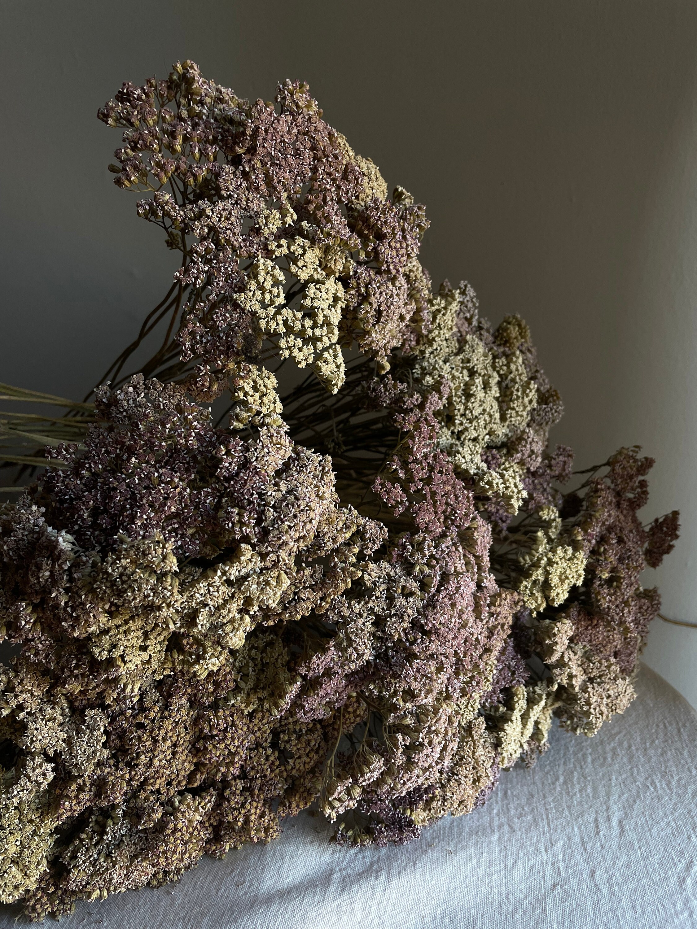 Dried Yarrow Flowers - Etsy