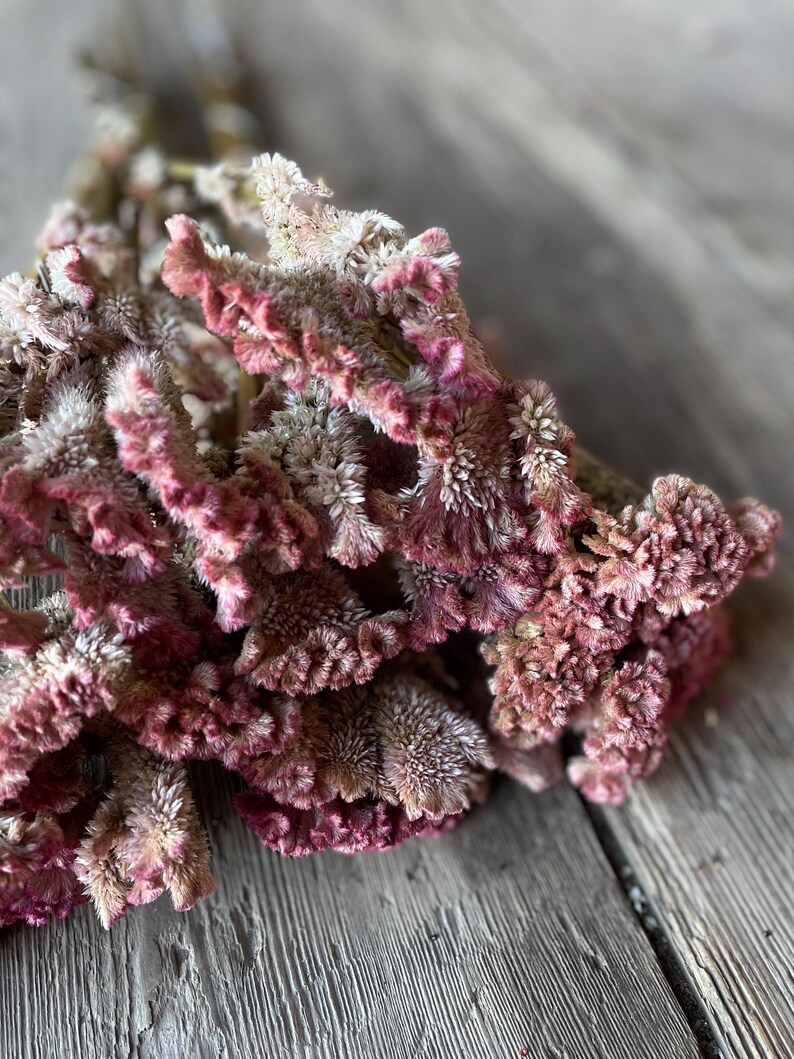 Dried Silvery Pink Cockscomb Celosia Flowers - Etsy