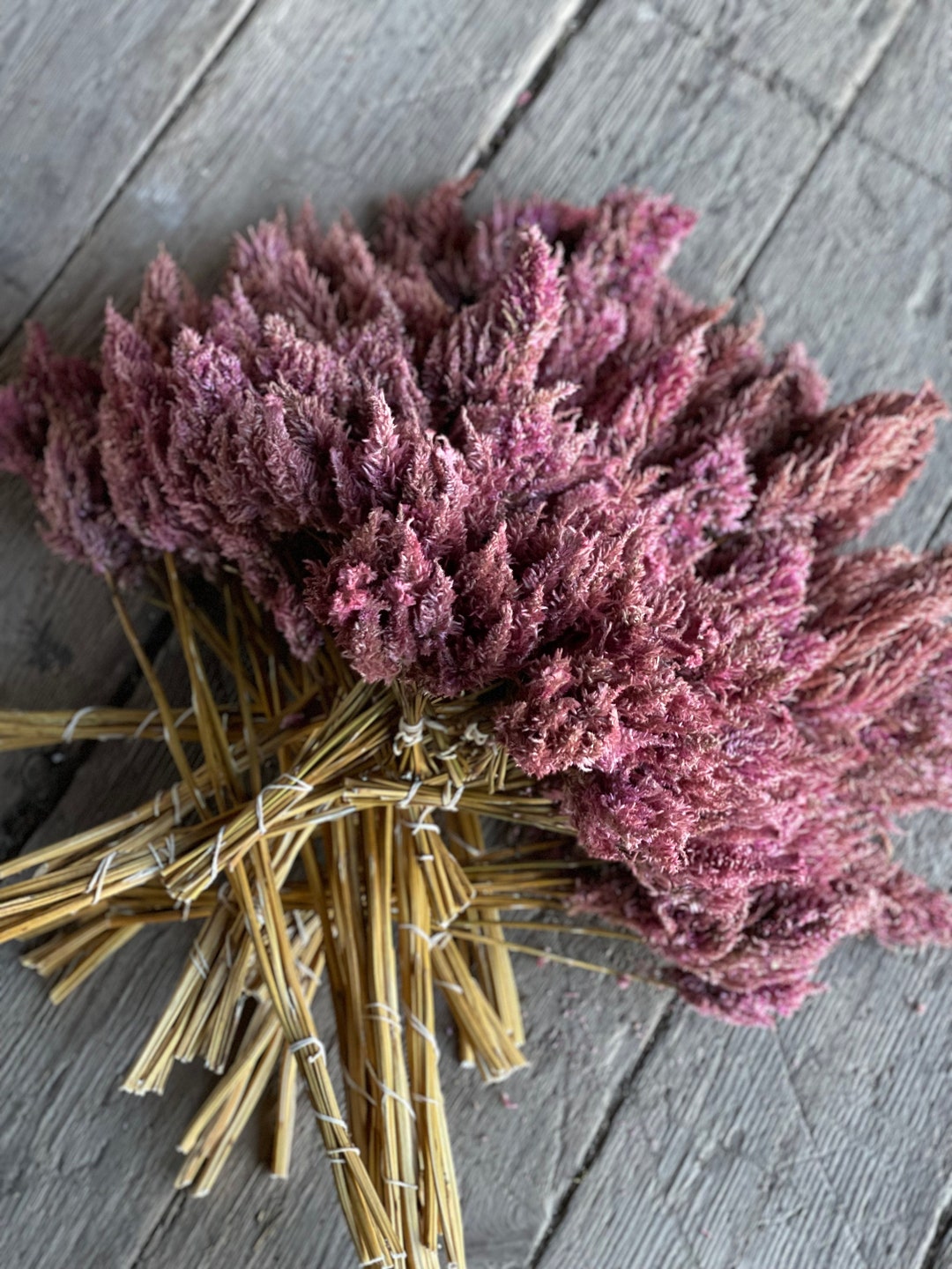 Dried Sunday Bright Pink Celosia - Etsy