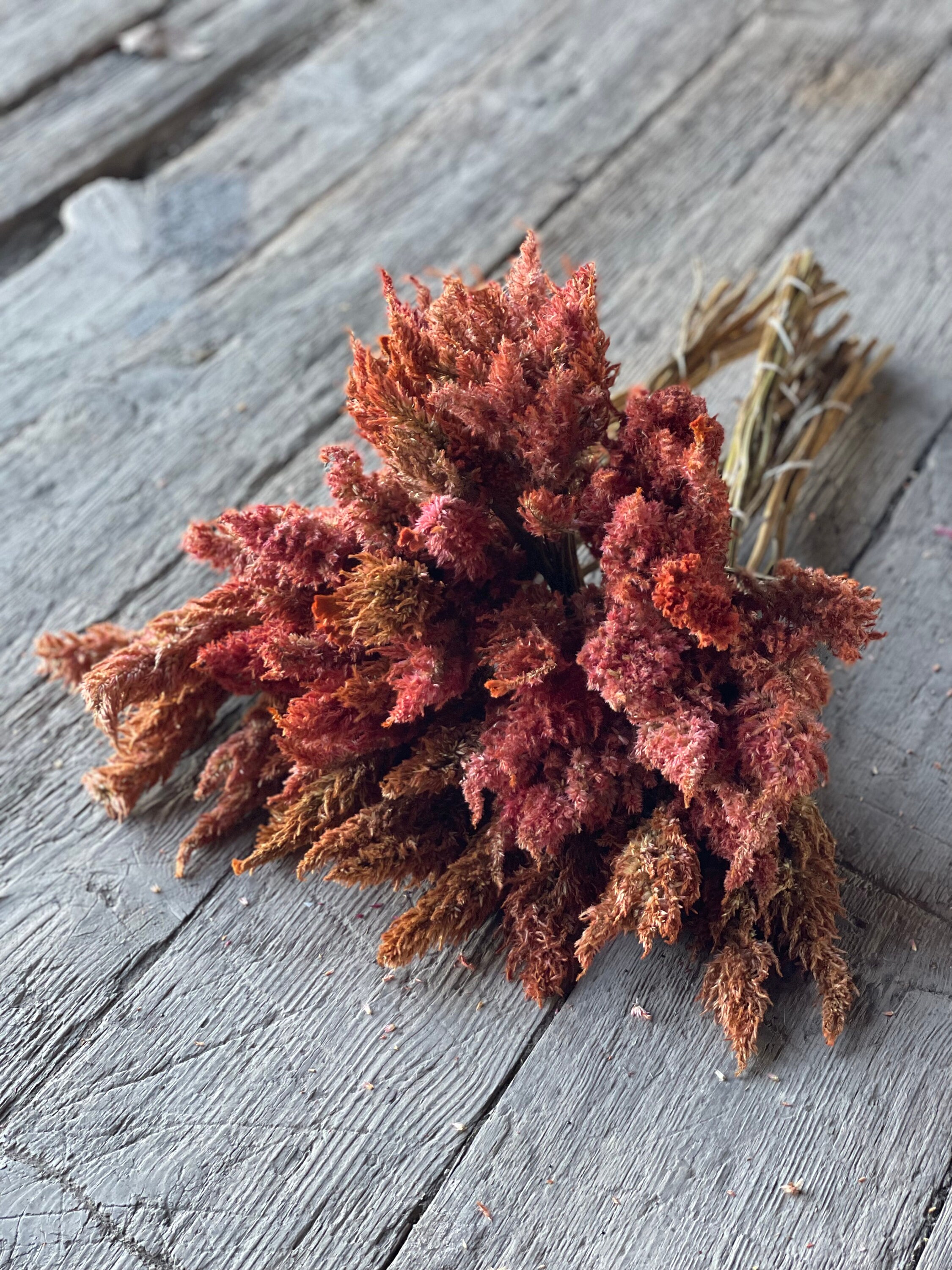Dried Orange Sunday Celosia - Etsy
